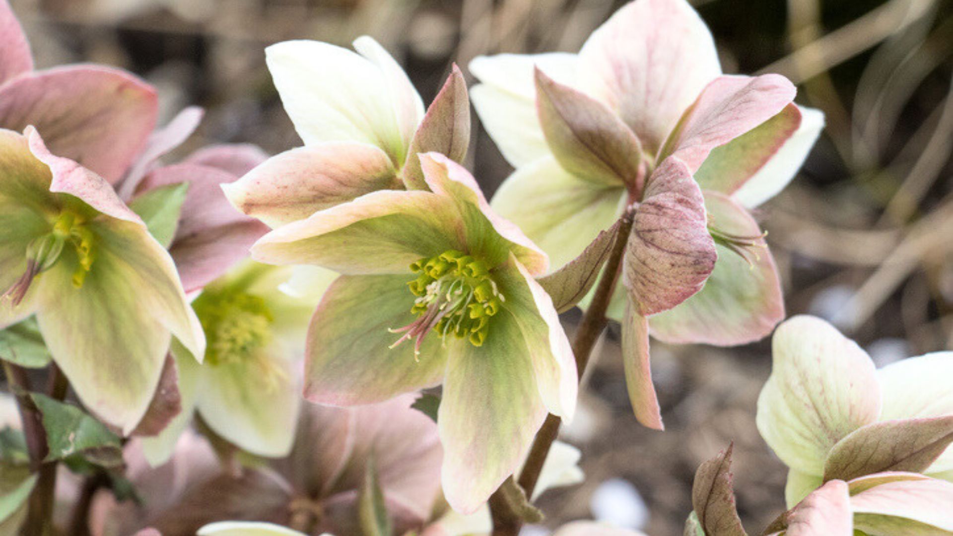 Types Of Hellebores: Learn About Varieties Of Hellebore Flowers ...