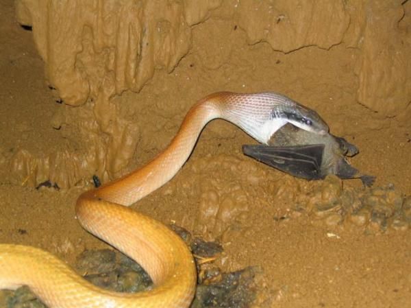 Creepy Crawlies & Flying Wonders: Incredible Cave Creatures | Live Science