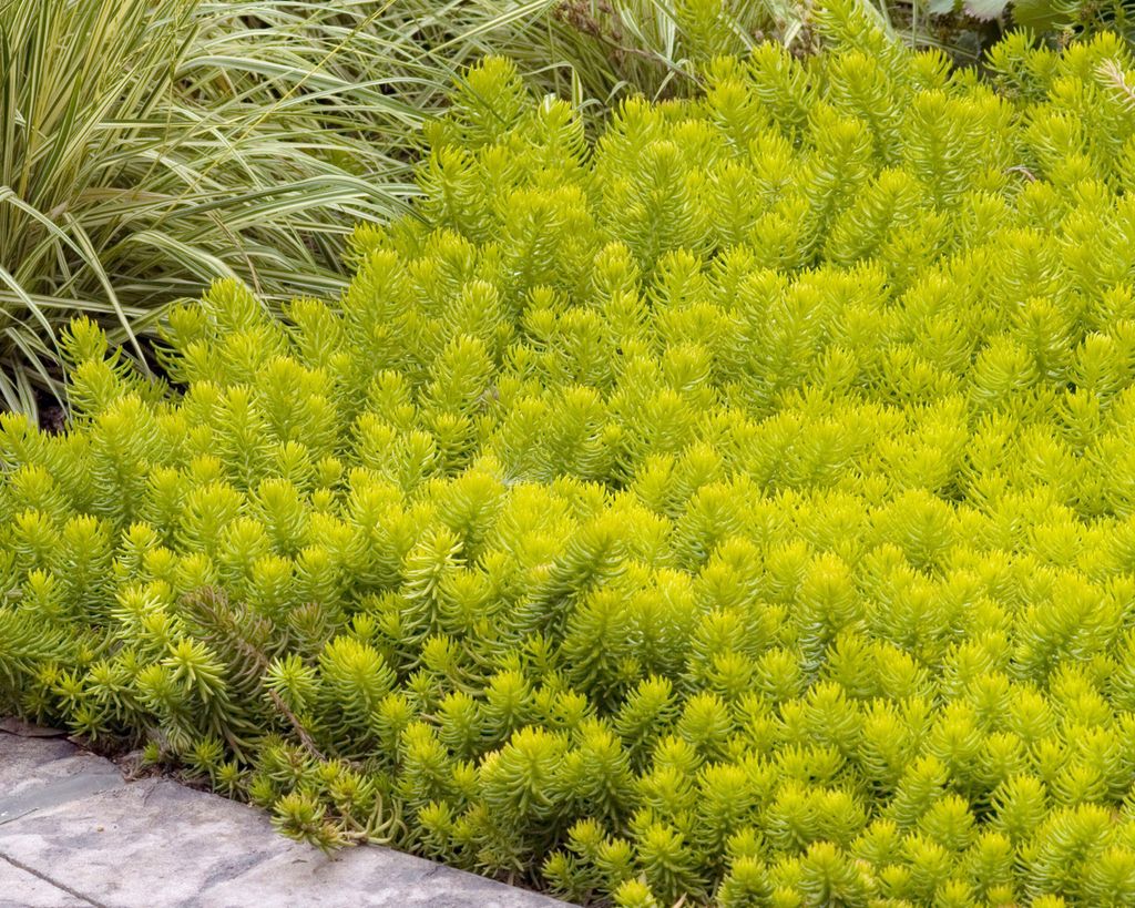 Sedum care and growing guide: how to grow stonecrops | Homes and Gardens