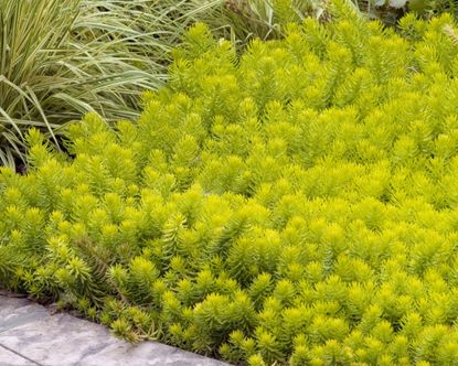 Sedum care and growing guide: how to grow stonecrops | Homes and Gardens