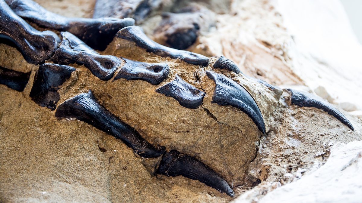 Cretaceous cold case of 'dueling' T. rex and Triceratops may finally be ...