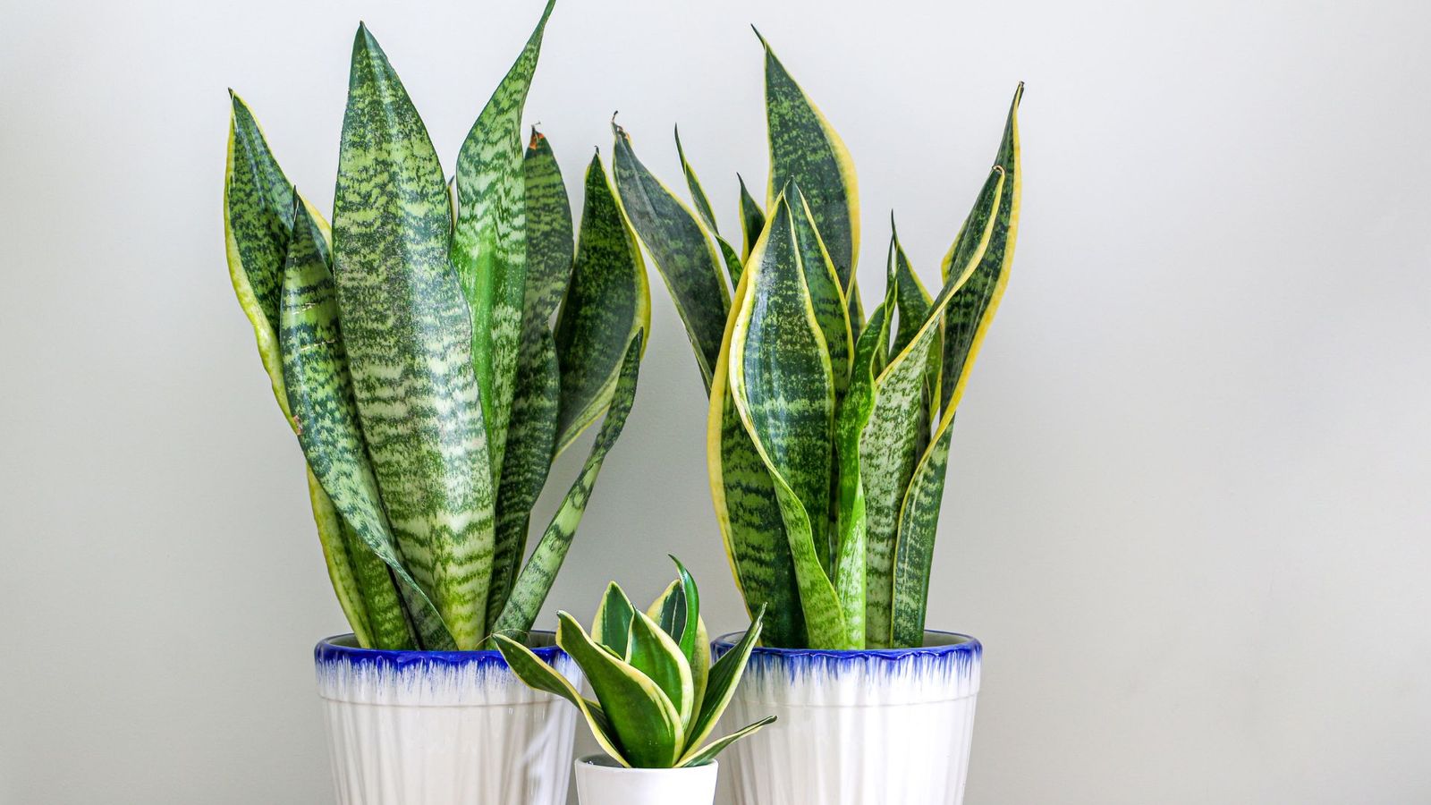 The 33 best indoor plants for your health and wellbeing | Woman & Home