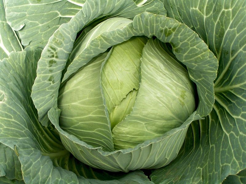 Tips & Information about Cabbage | Gardening Know How