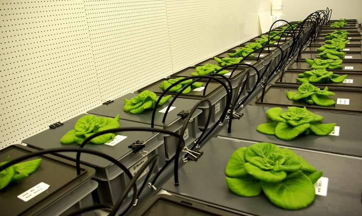 Astronauts Could Be Growing Beans in Space in 2021 | Space