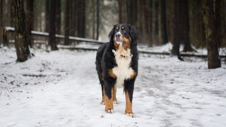 10 best dog breeds for cold weather: Meet the winter wonders | PetsRadar