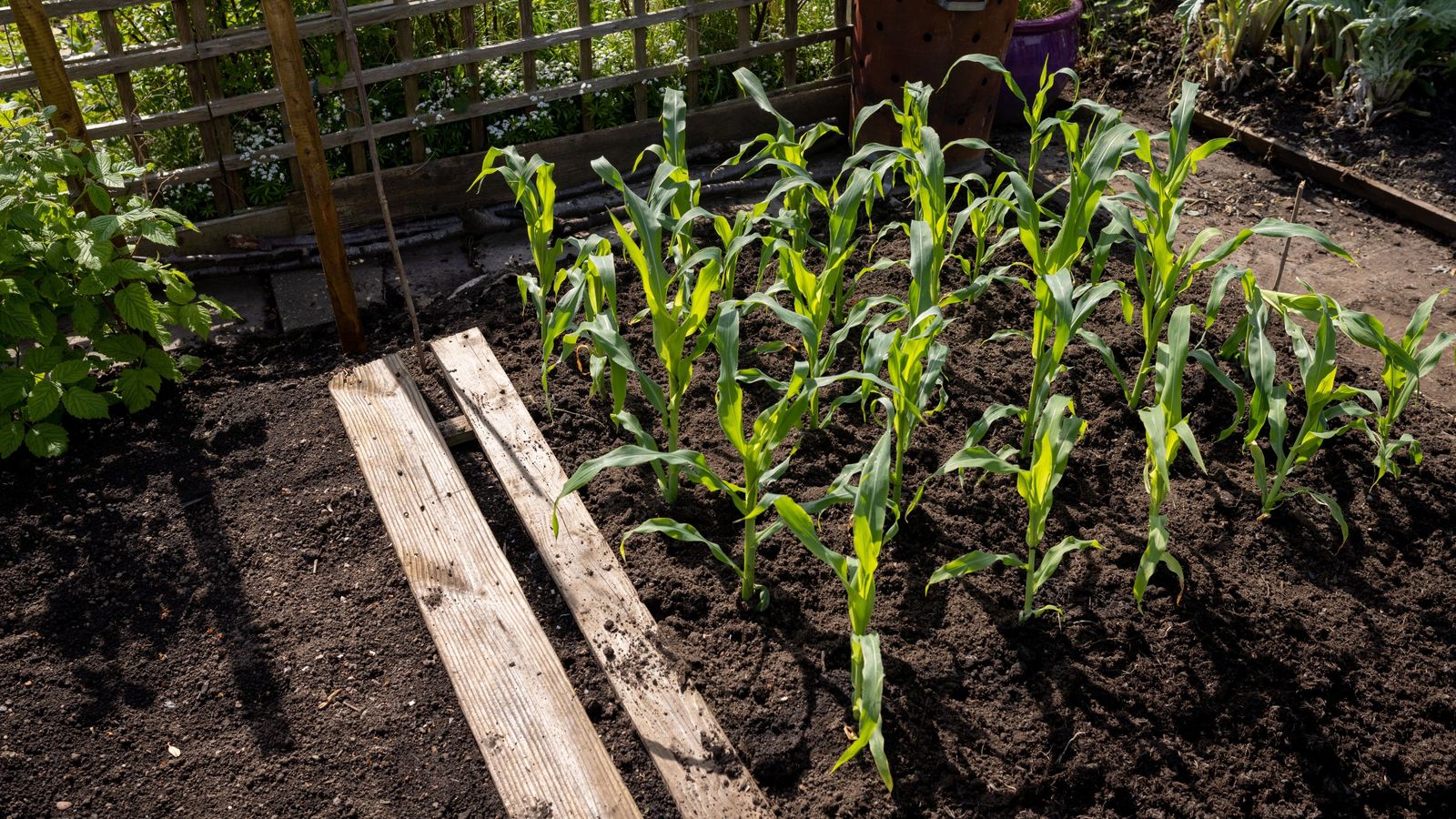 This Native American planting trick is ideal for small gardens | Ideal Home