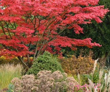 Japanese maple trees care and growing guide | Homes and Gardens