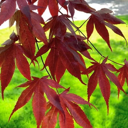 How to grow Japanese maples in pots: for striking trees | Homes and Gardens