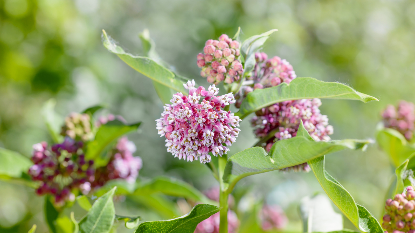 Best Types Of Milkweed To Grow Where You Live | Gardening Know How
