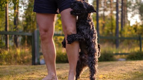 32 common dog behavior problems and solutions | PetsRadar