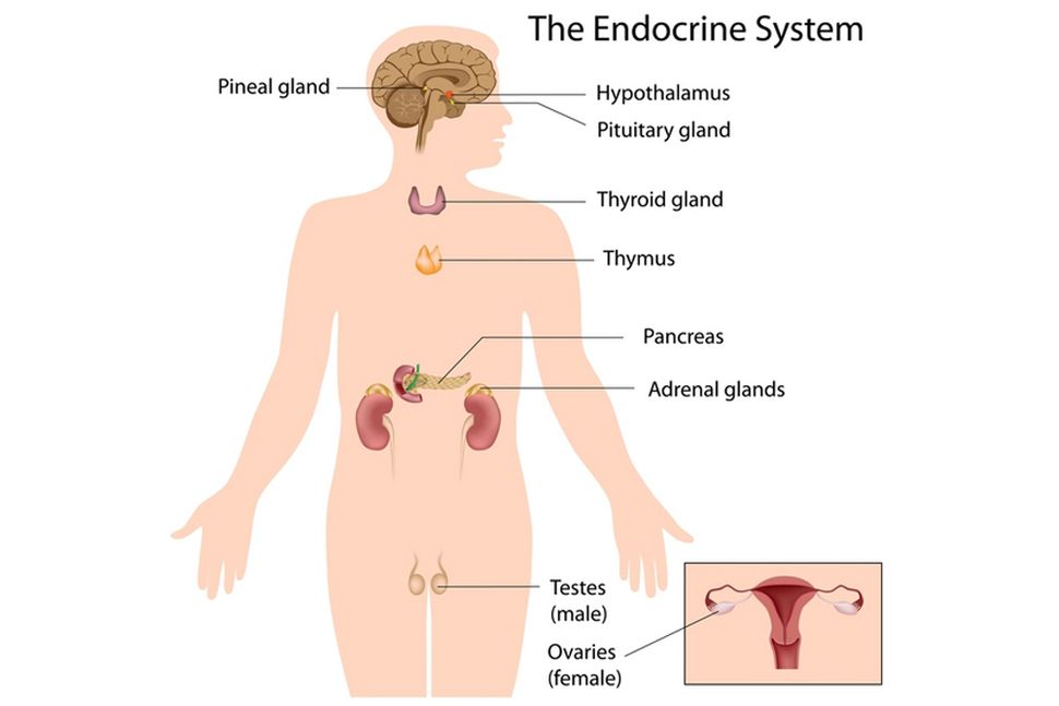 11-surprising-facts-about-the-endocrine-system-live-science