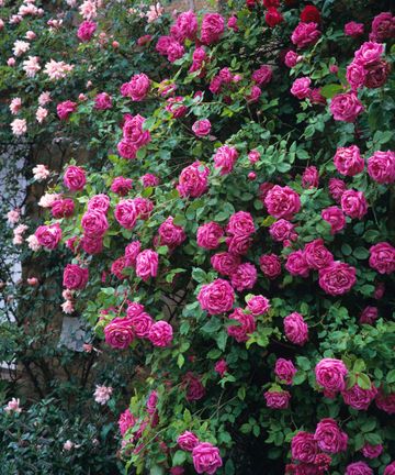 Heirloom roses: top tips for these classic blooms | Gardeningetc