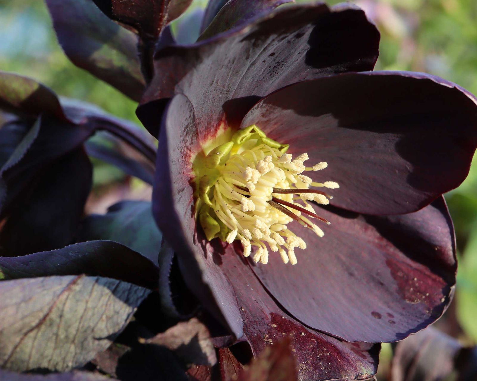 Types of hellebores: 13 varieties to brighten winter gardens | Gardeningetc