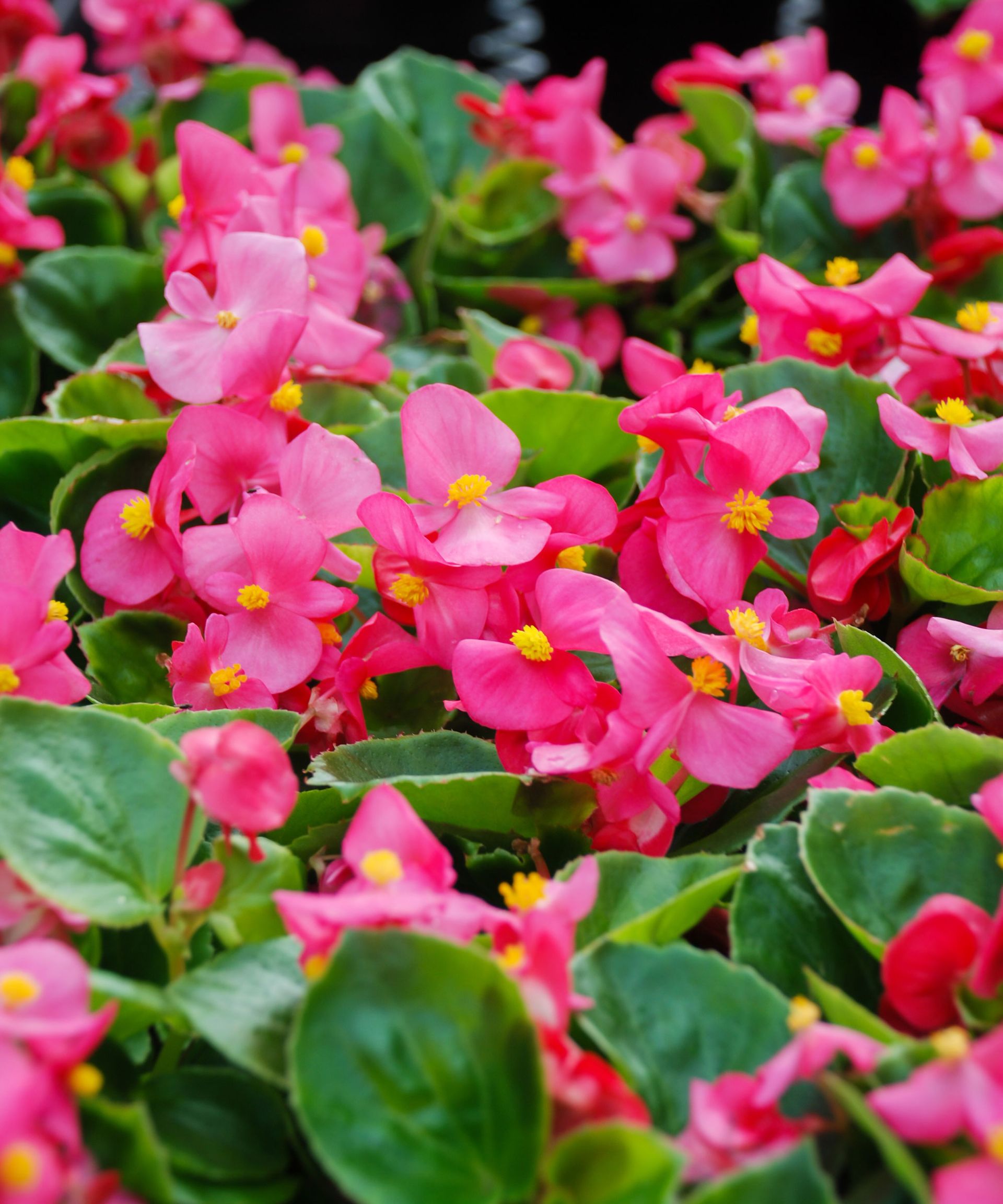 Best patio plants: 11 stunning options for paved spaces | Homes and Gardens