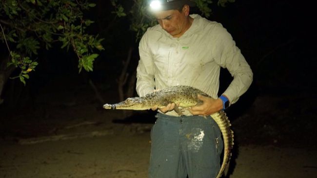 Cassius, the world's biggest captive crocodile, could be even bigger ...