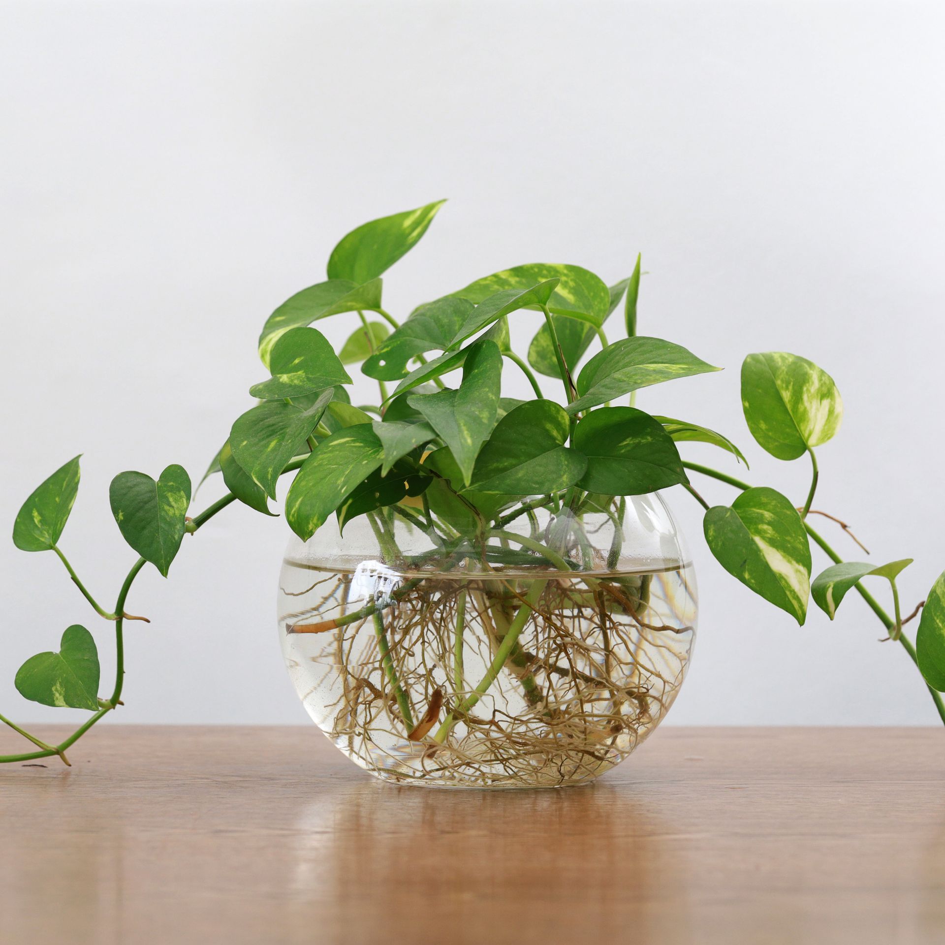 Can Pothos Live in Water Forever? A Step-by-Step Guide | Gardening Know How