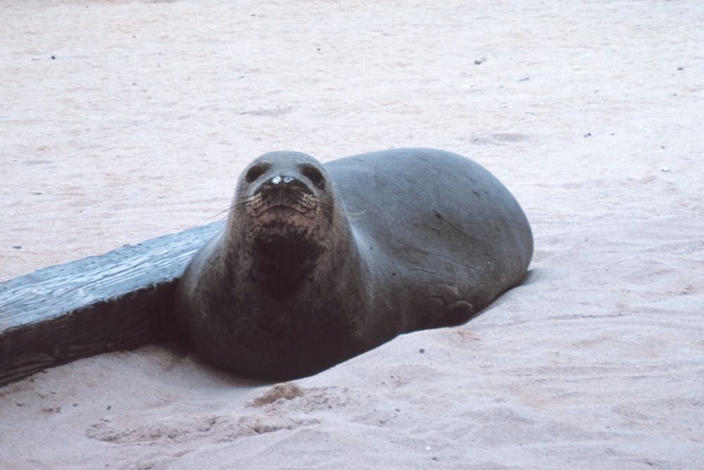 Gallery: Seals of the World: Page 2 | Live Science