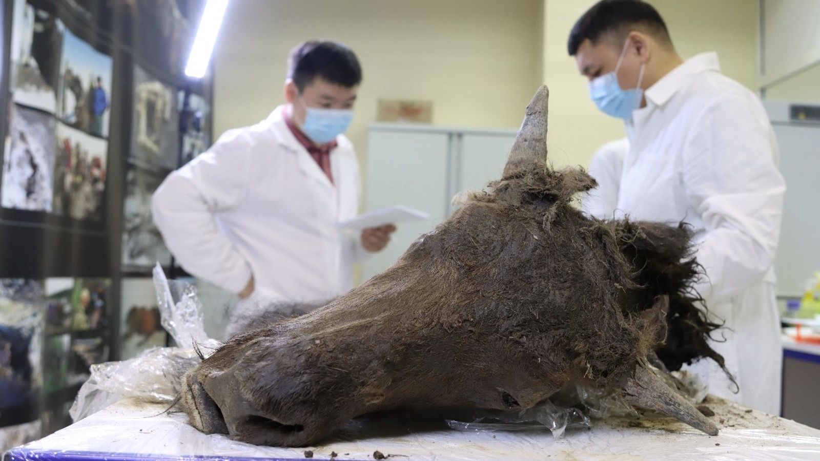 Scientists want to clone an extinct bison unearthed from Siberian ...
