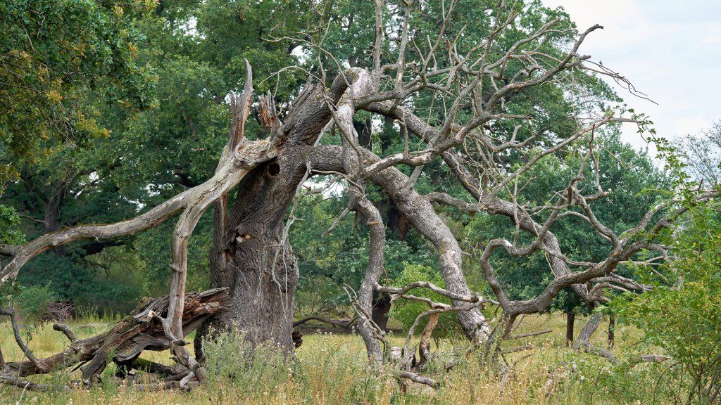 Snag Trees: Why Dead Trees Are Good For Wildlife | Gardening Know How