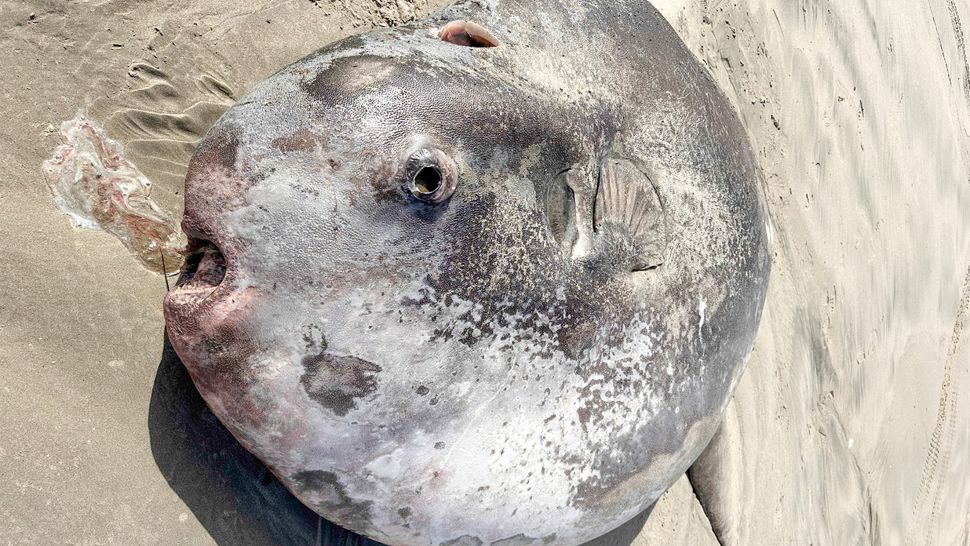 Gigantic sunfish that washed up on Oregon beach could be the largest of ...