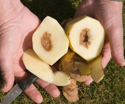 Potato growing problems: common issues and how to avoid them | Homes ...