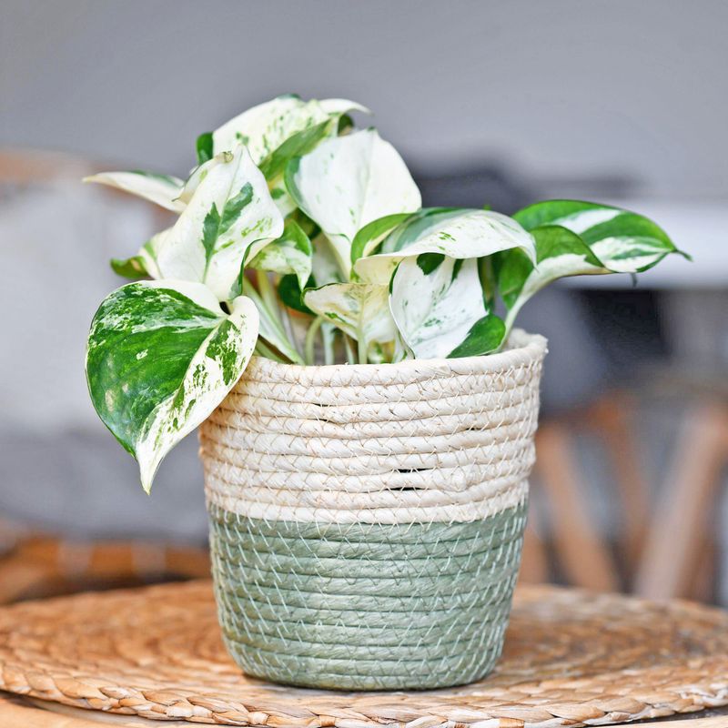 How To Propagate Pothos Plants: A Simple How-To Guide | Gardening Know How