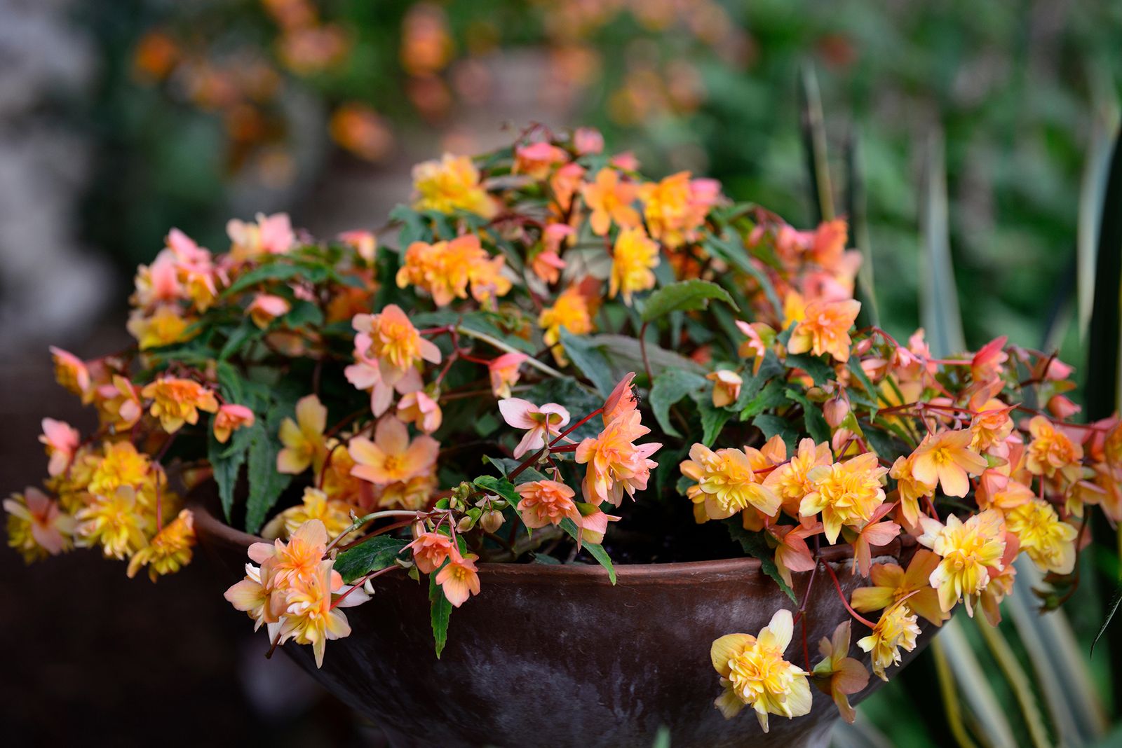 Best plants for hanging baskets: 17 stunning ideas