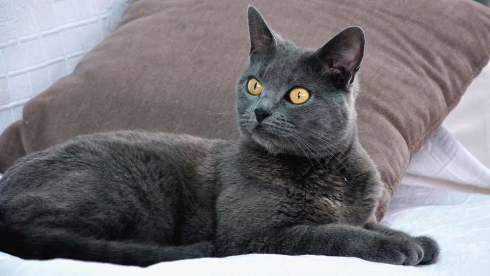 Seven gorgeous gray cat breeds that make wonderful companions | PetsRadar