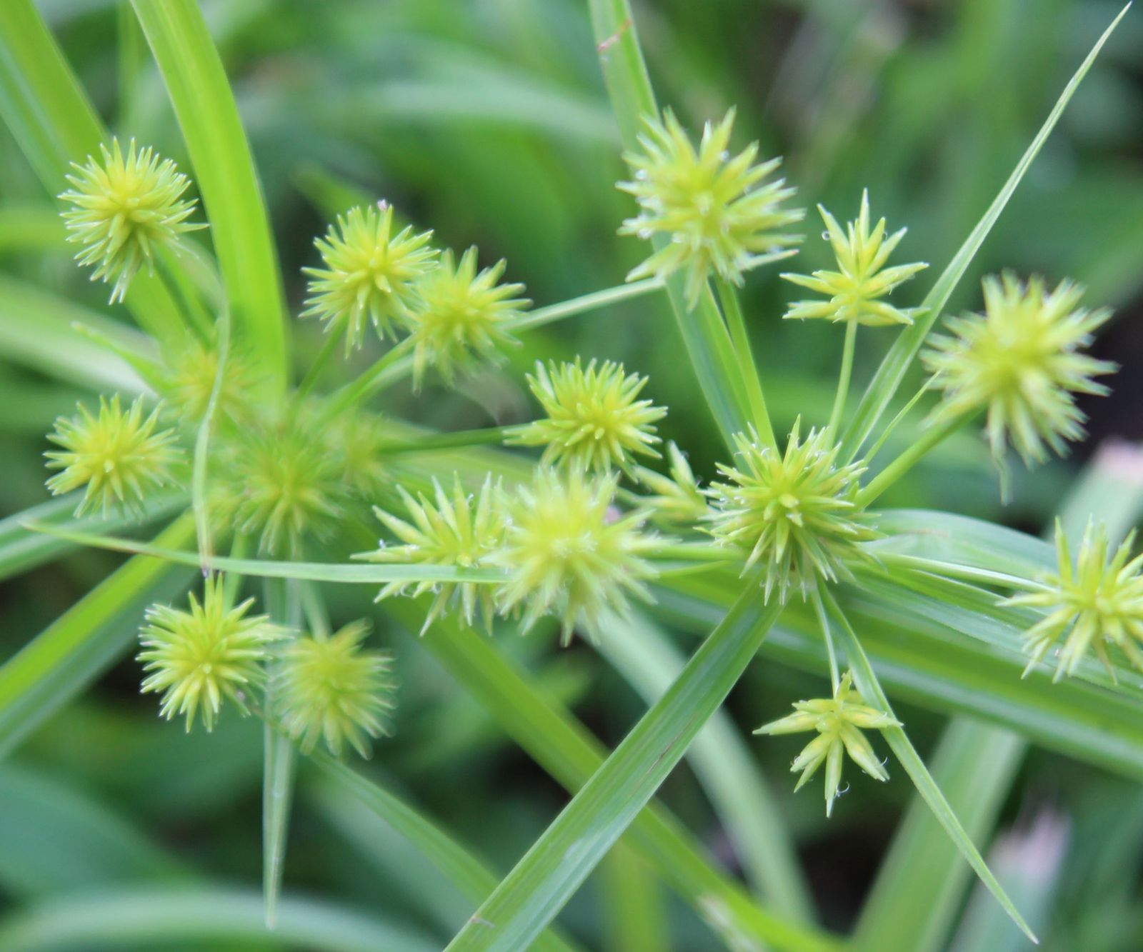 Spot Common Types Of Weeds In The Garden & How To Kill Them | Gardening ...