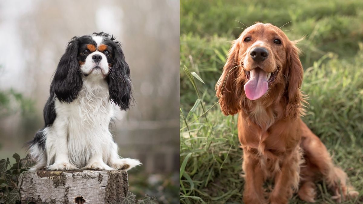 Cavalier King Charles Spaniel vs. Cocker Spaniel | PetsRadar