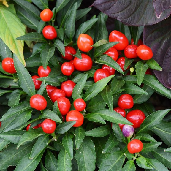 Old-Time Favorites - History Of Joe's Round Pepper | Gardening Know How