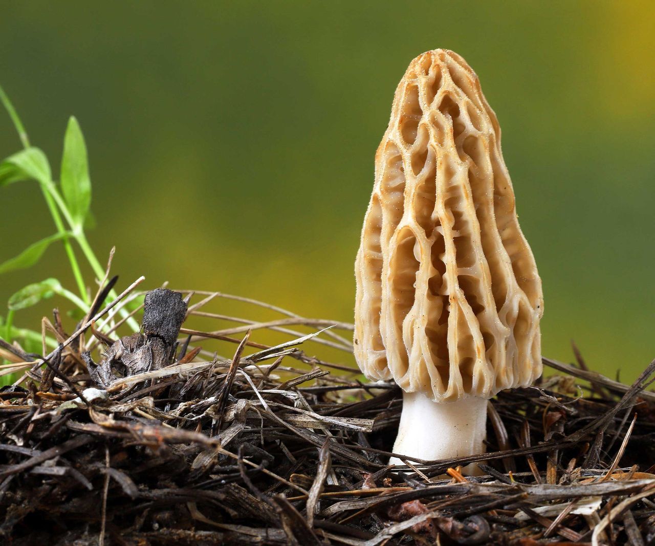 How to grow morel mushrooms: an expert shares advice | Homes and Gardens