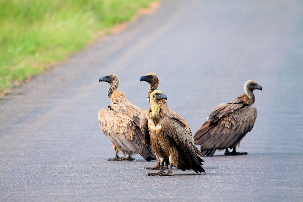 Birds Learn the Speed Limits on Certain Roads | Live Science