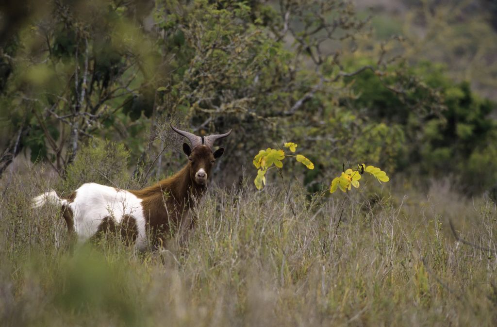 What are invasive species? | Live Science