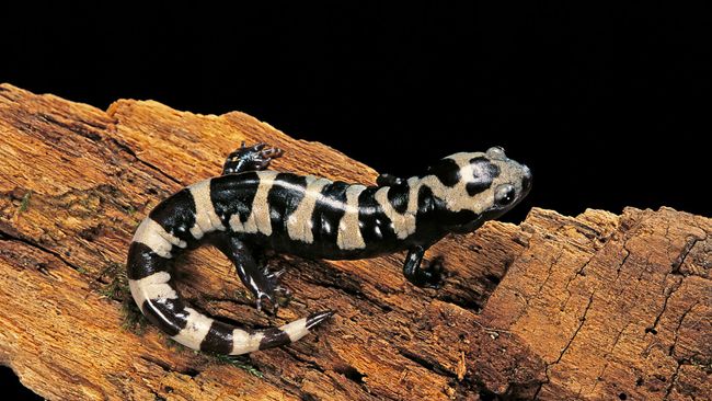 20 easy amphibian for beginners | PetsRadar