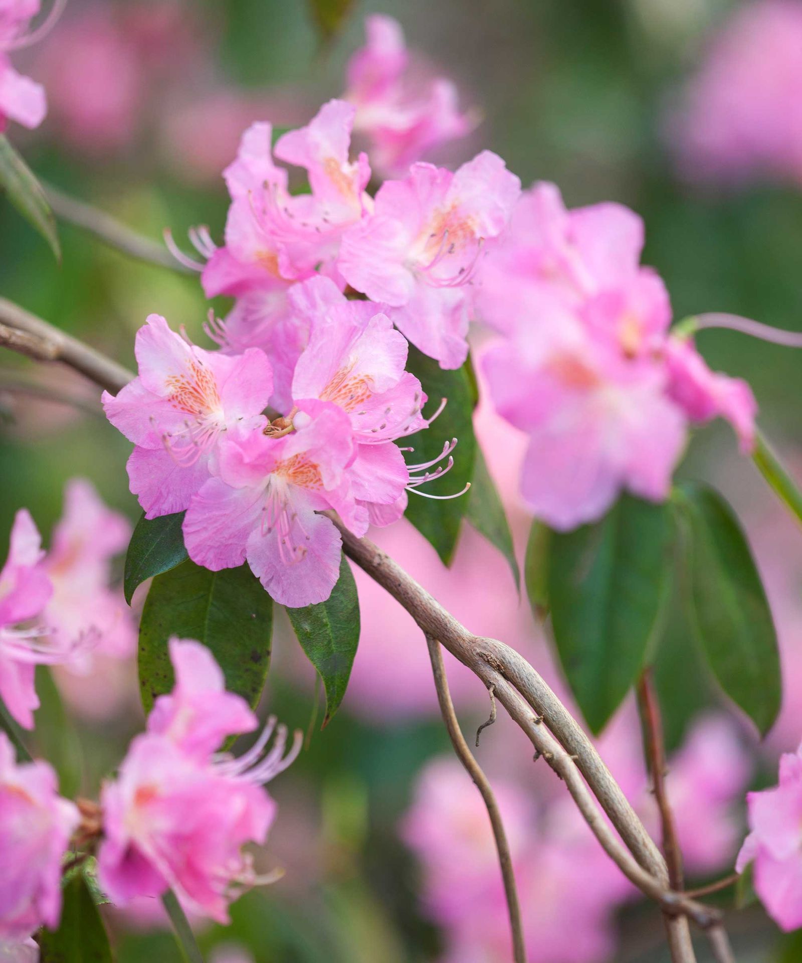 Fertilizing rhododendrons: how and when to feed your plants | Homes and ...