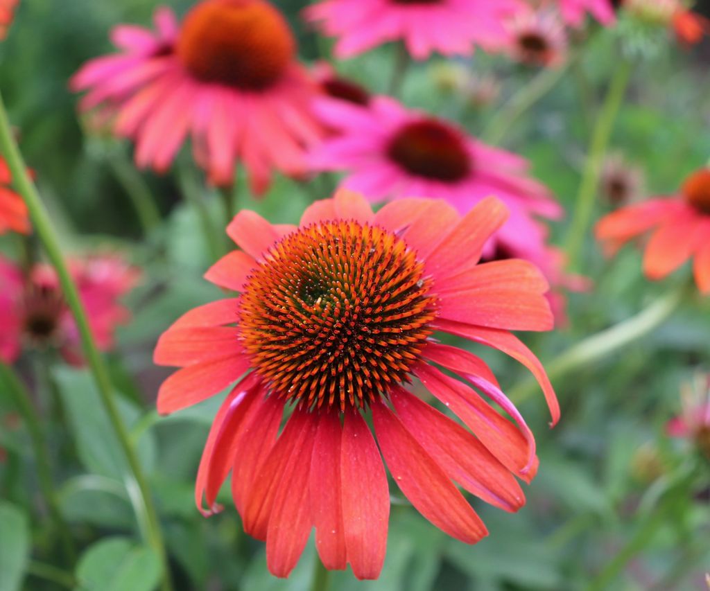 9 Must-Sow Flower Seeds For June For A Dazzling Summer Garden ...