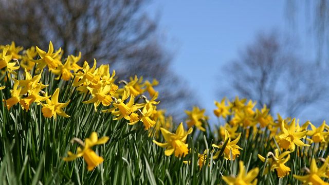 Alan Titchmarsh on bulbs: Why they're my 'firework' plants – sit back ...