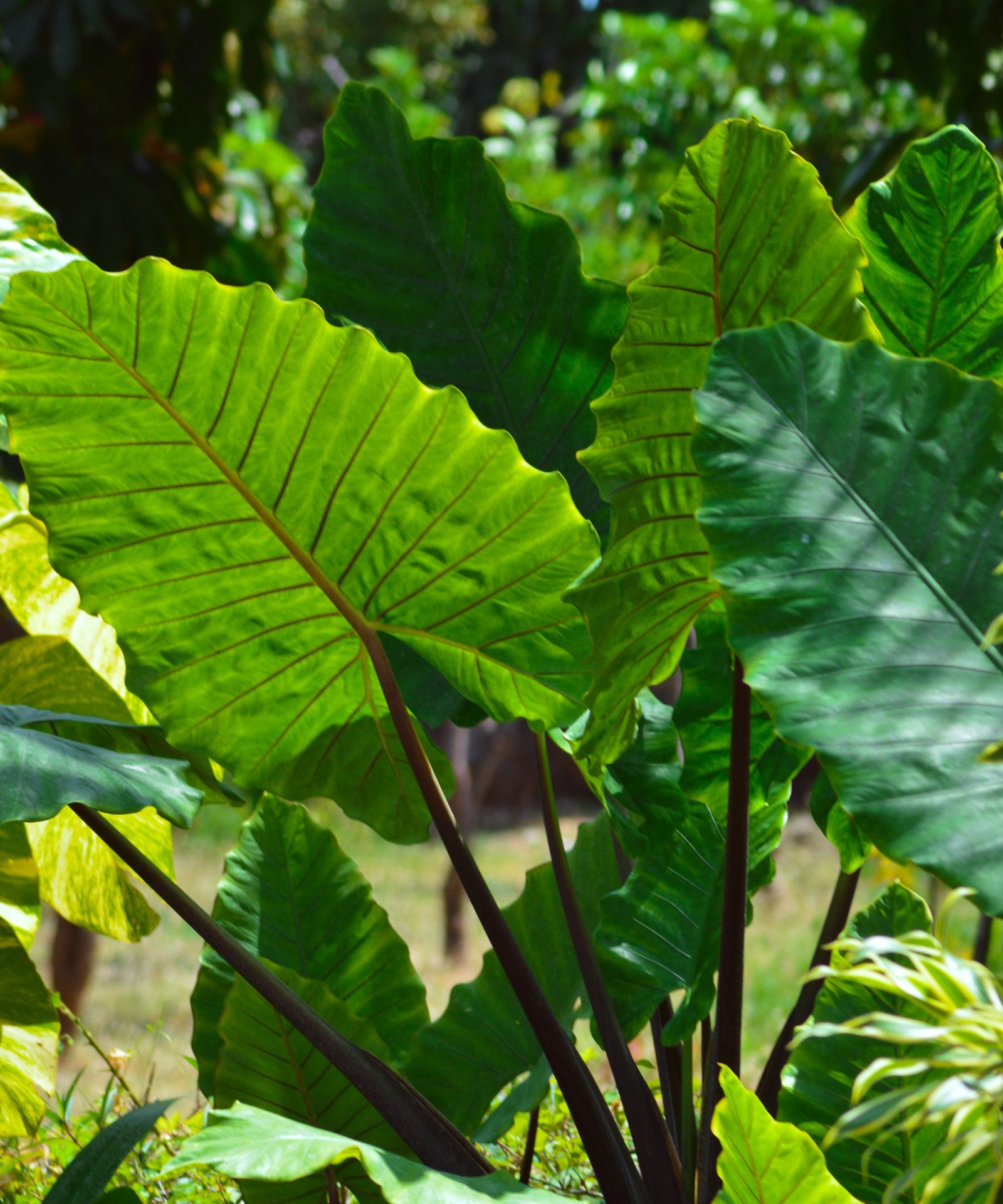 How to plant elephant ear bulbs: expert advice for jungle foliage ...