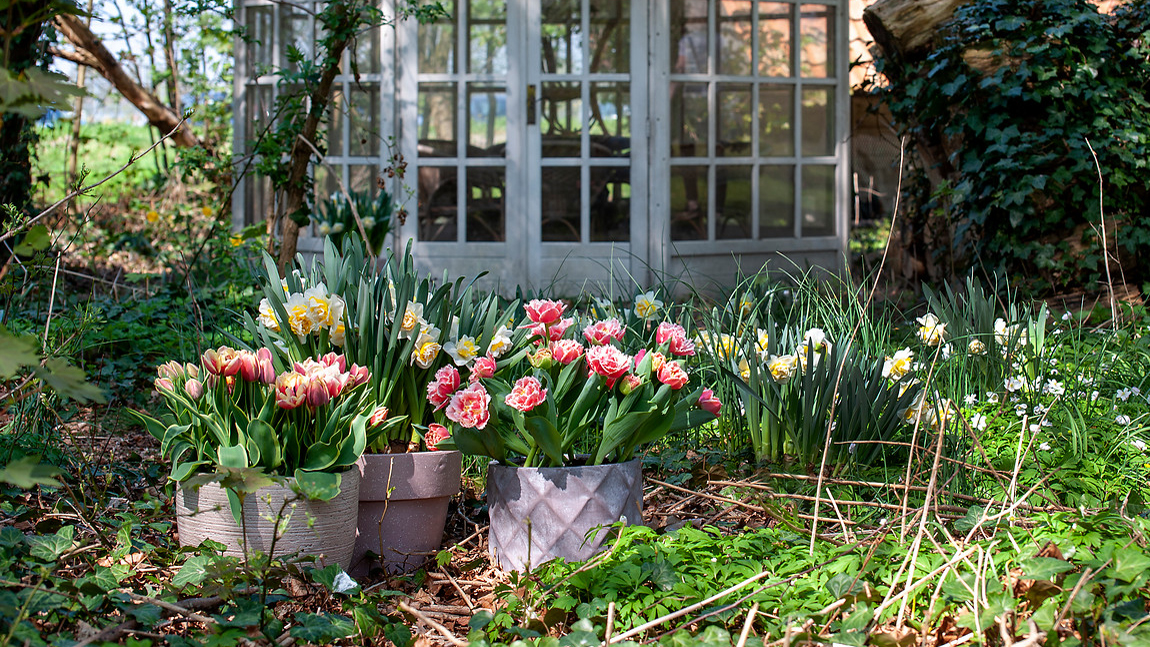 Planting bulbs: follow our top tips on how to get great results with ...
