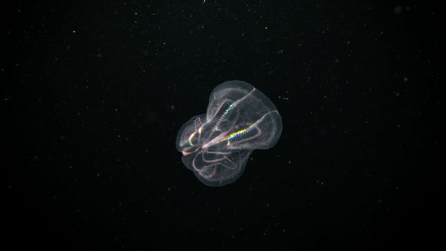 This transparent sea creature can age in reverse | Live Science
