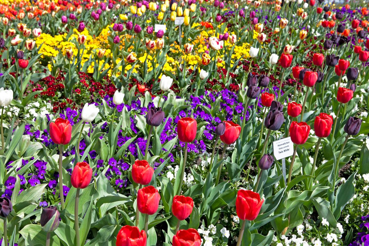 Alan Titchmarsh on bulbs: Why they're my 'firework' plants – sit back ...