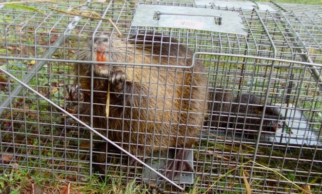 The latest climate change horror: Massive swamp rats | The Week