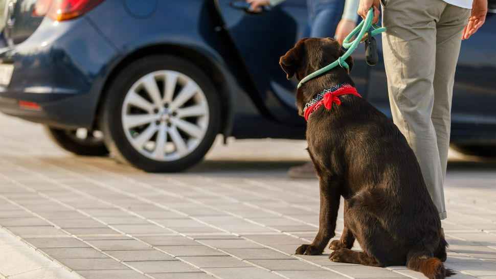 Types of dog leashes: which is right for you and your dog? | PetsRadar