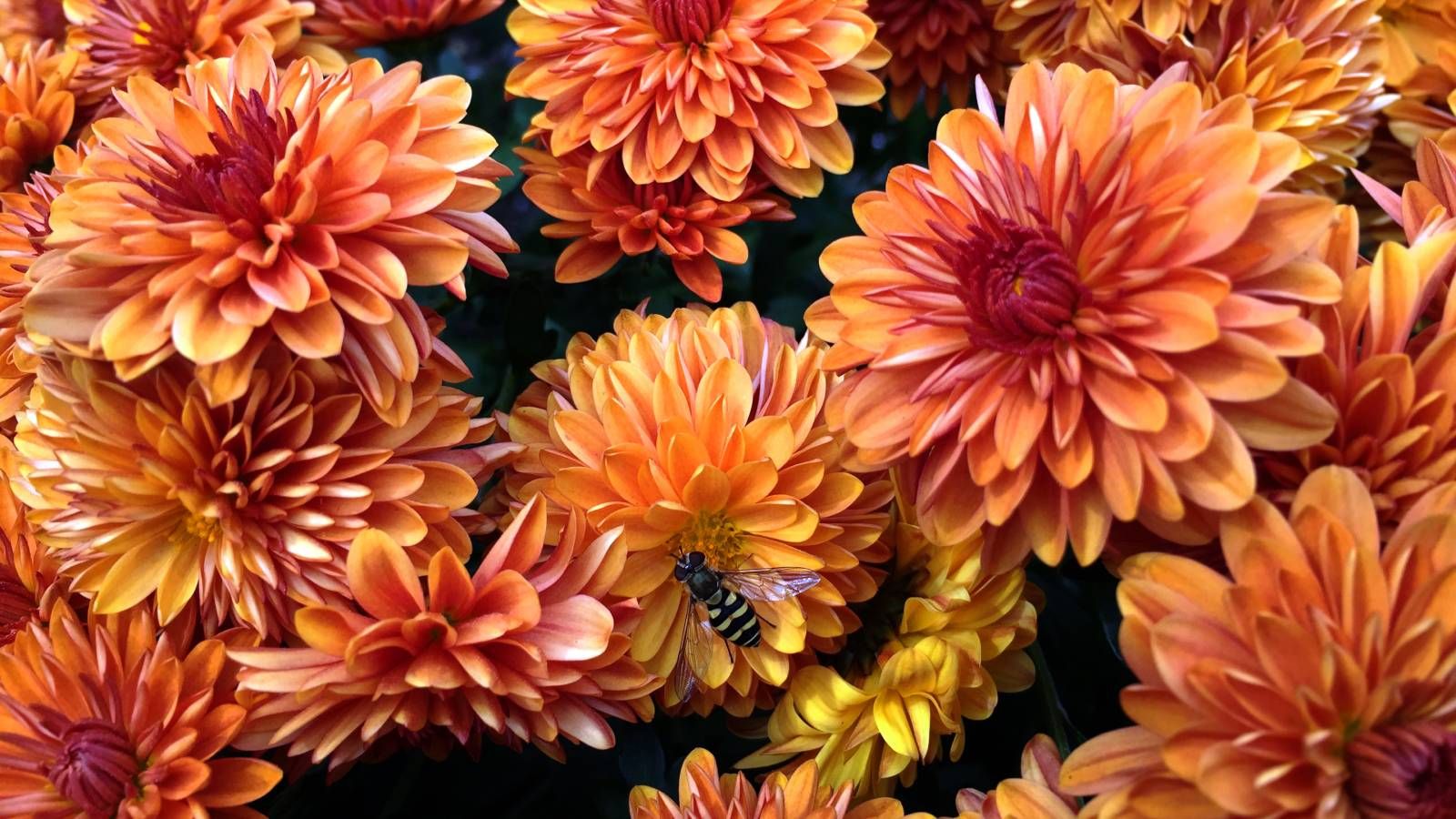 Expert Tips On How To Overwinter Mums So Plants Survive The Cold ...