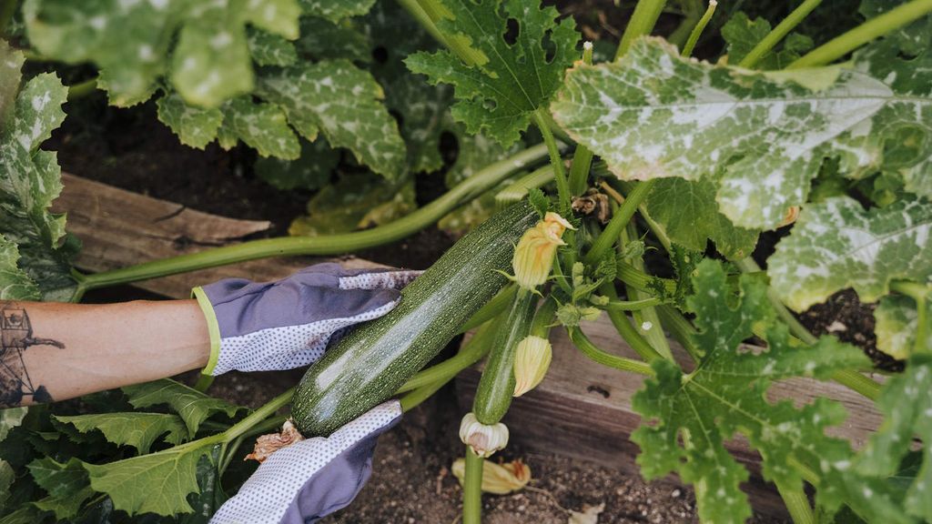 Why is my zucchini plant turning yellow? | Homes and Gardens