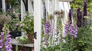 10 best English garden plants to suit for every climate | Homes and Gardens