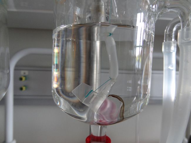 11 Body Parts Grown in the Lab | Live Science