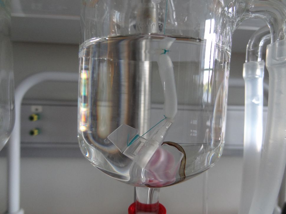 11 Body Parts Grown in the Lab | Live Science