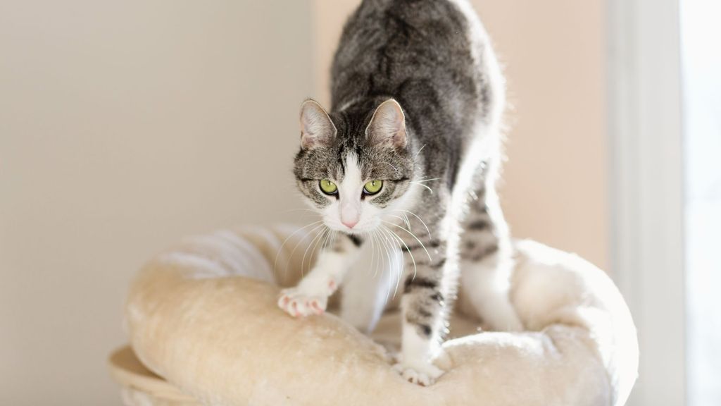 10 weird cat behaviors explained by an expert | PetsRadar